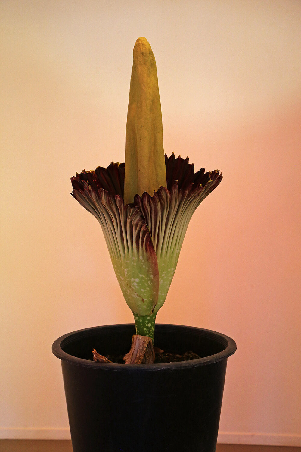 Amorphophallus titanum AKA corpse flower bloom – Public Land Store