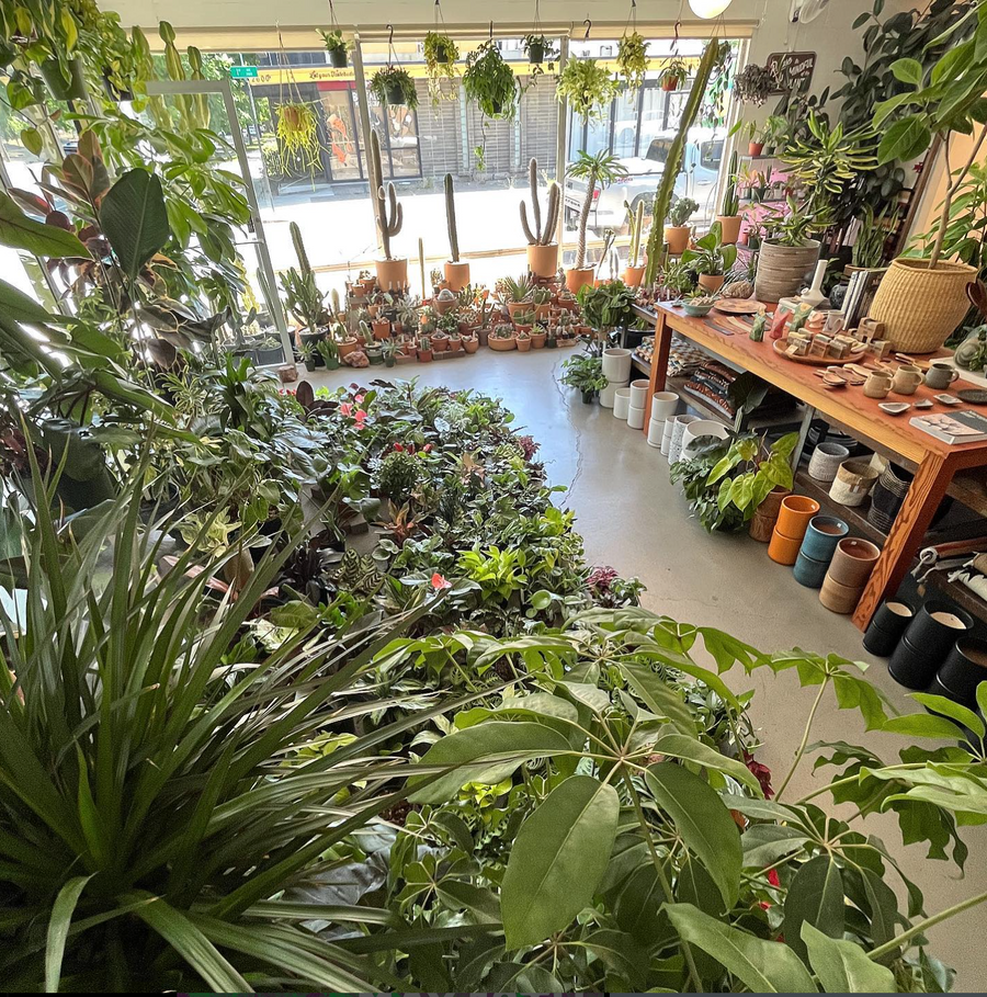 Plant Tetris | Organized Chaos – Public Land Store